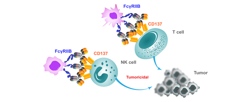 Anti-CD137 Agonistic Monoclonal Antibody for Cancer Immunotherapy ...